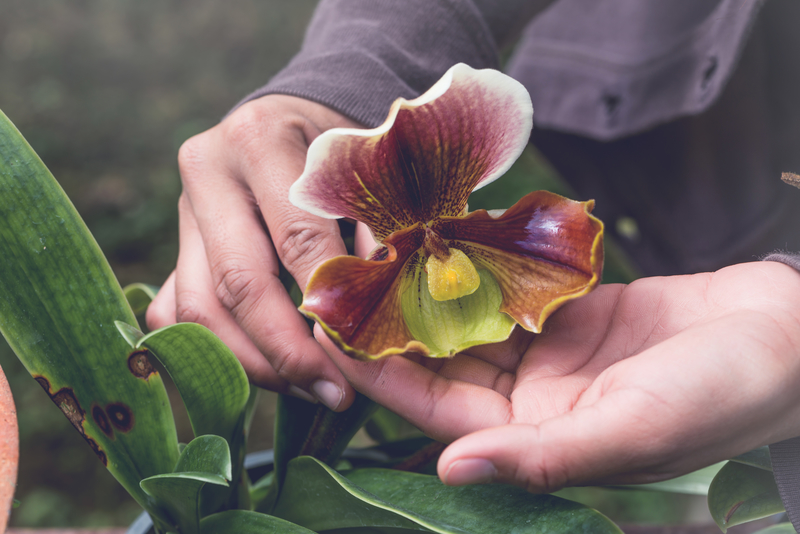 Orchideen Ableger - Orchideen.eu